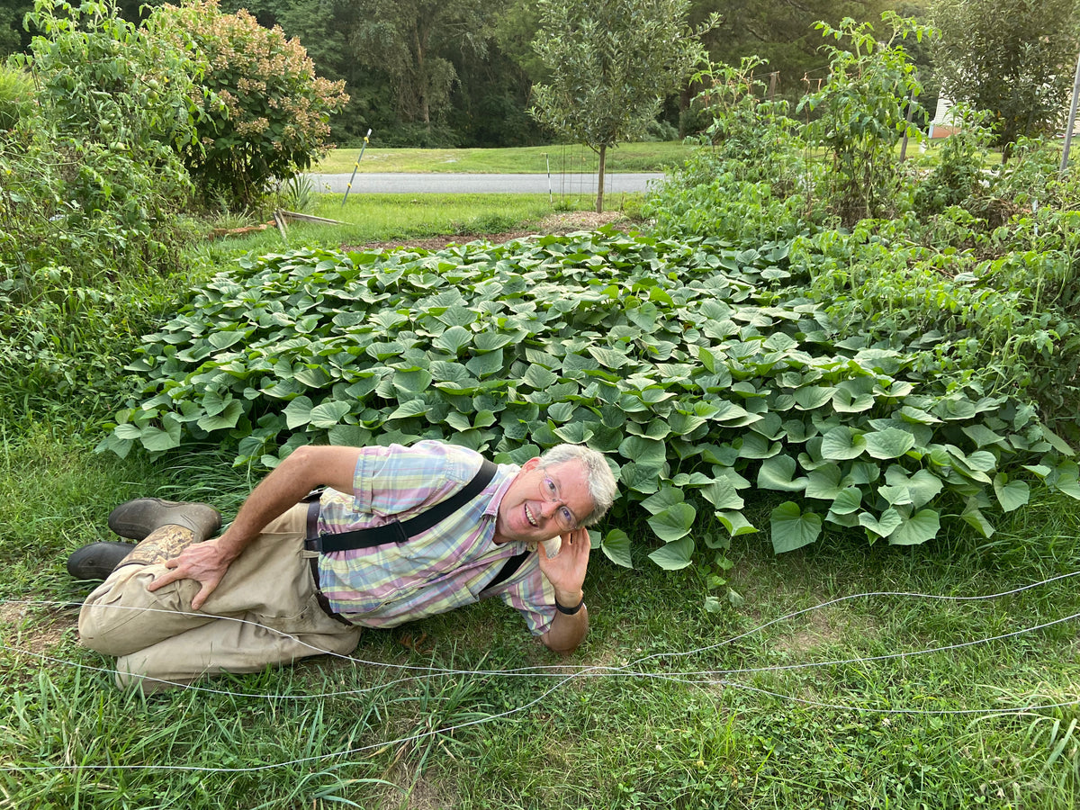 Laura Rhodes Naturals